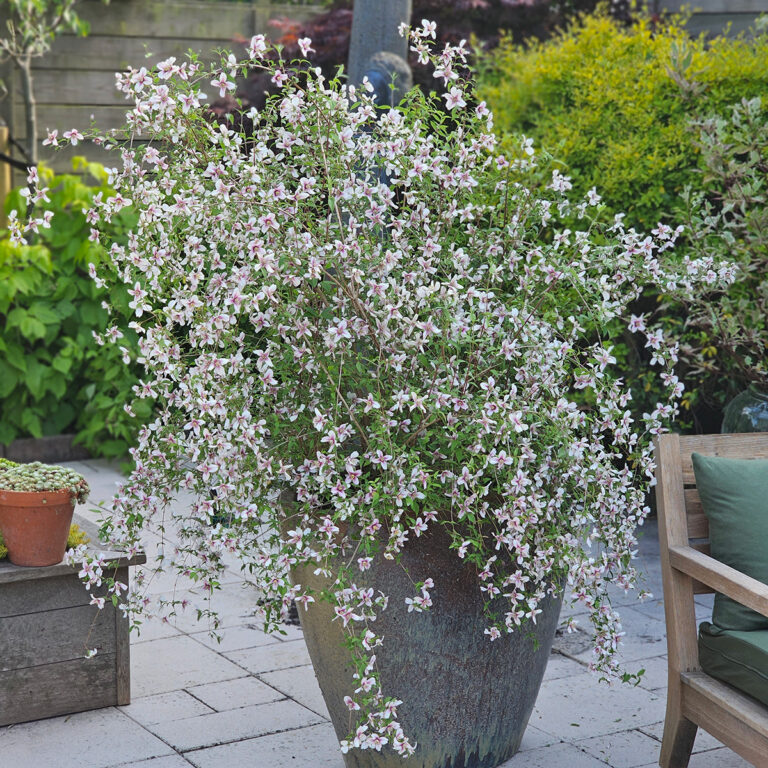 Five new plants from RHS Chelsea Flower Show 2025 - Richard Jackson Garden