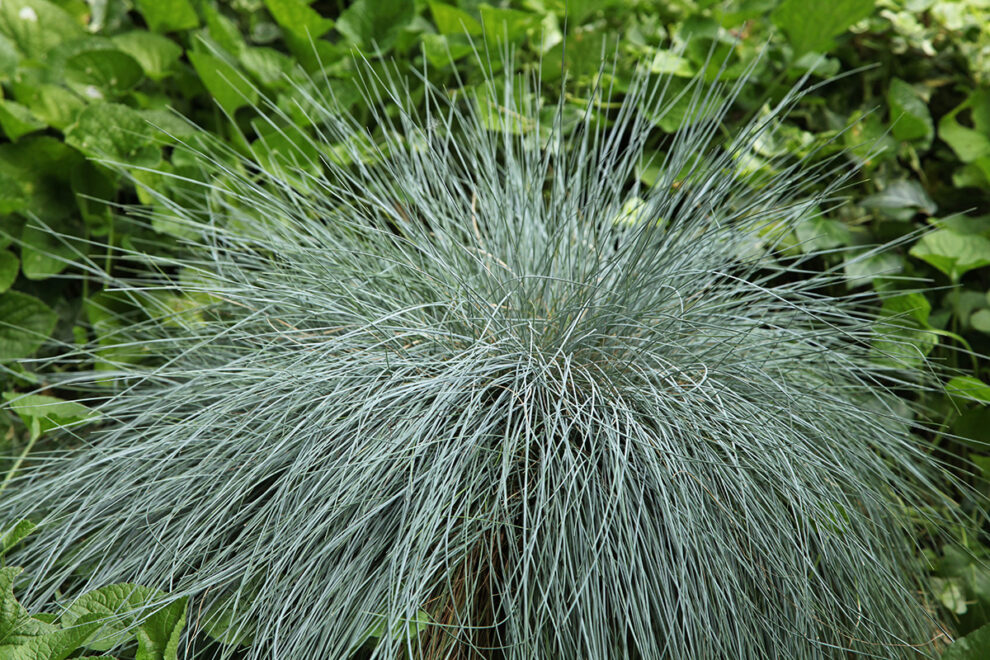 Great ornamental garden grasses to grow - Richard Jackson Garden