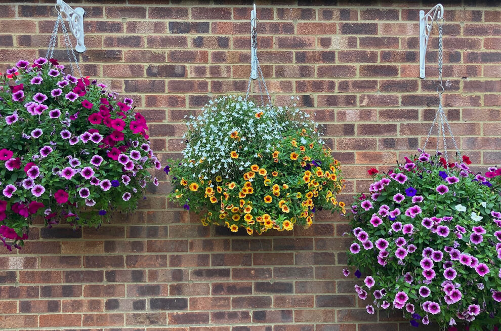 The Five Best Hanging Basket Plants - Richard Jackson Garden
