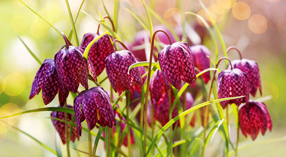 Spring-flowering bulbs - Richard Jackson Garden