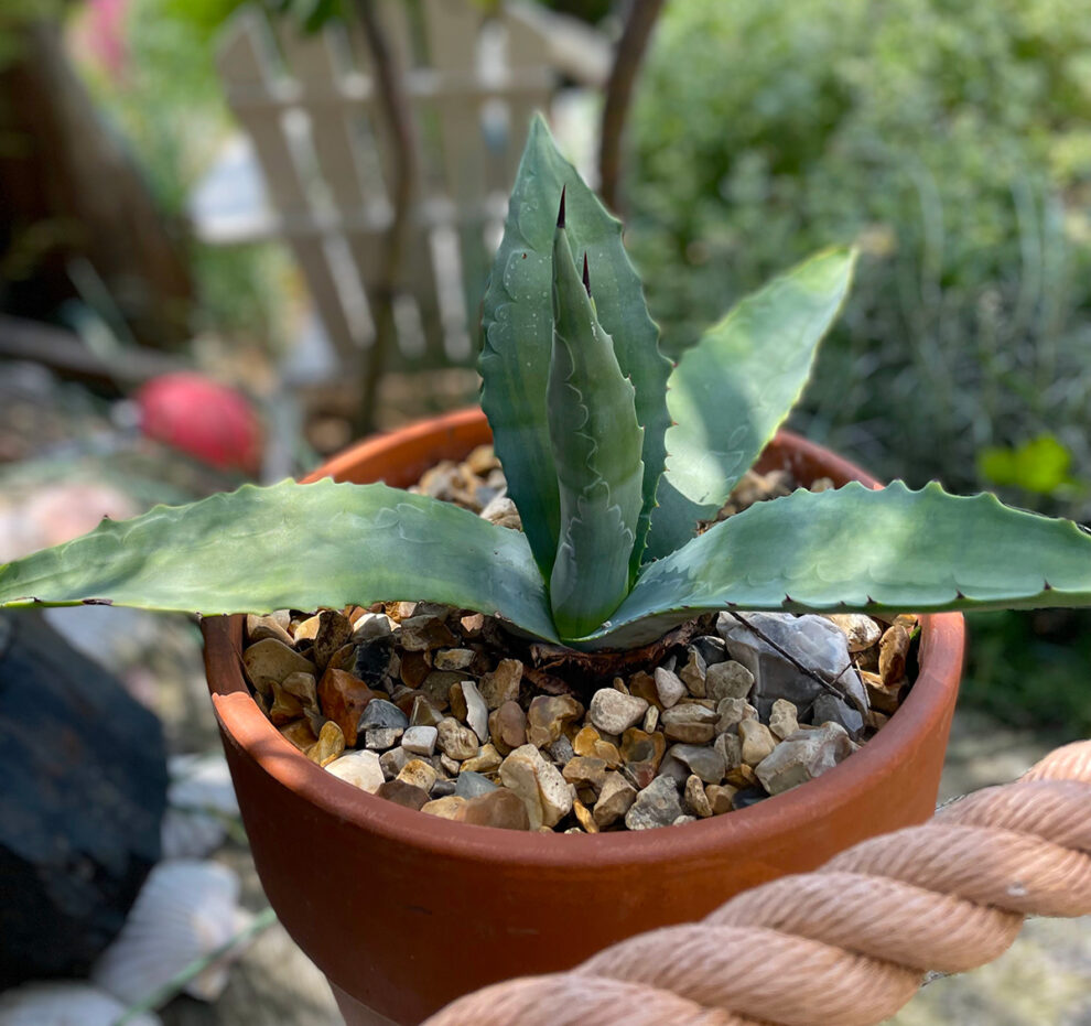 What is the best way to care for agaves? - Richard Jackson Garden