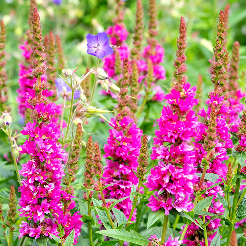 Drop & Bloom XL Bulb Tray Wild Blooms Mix - Richard Jackson Garden