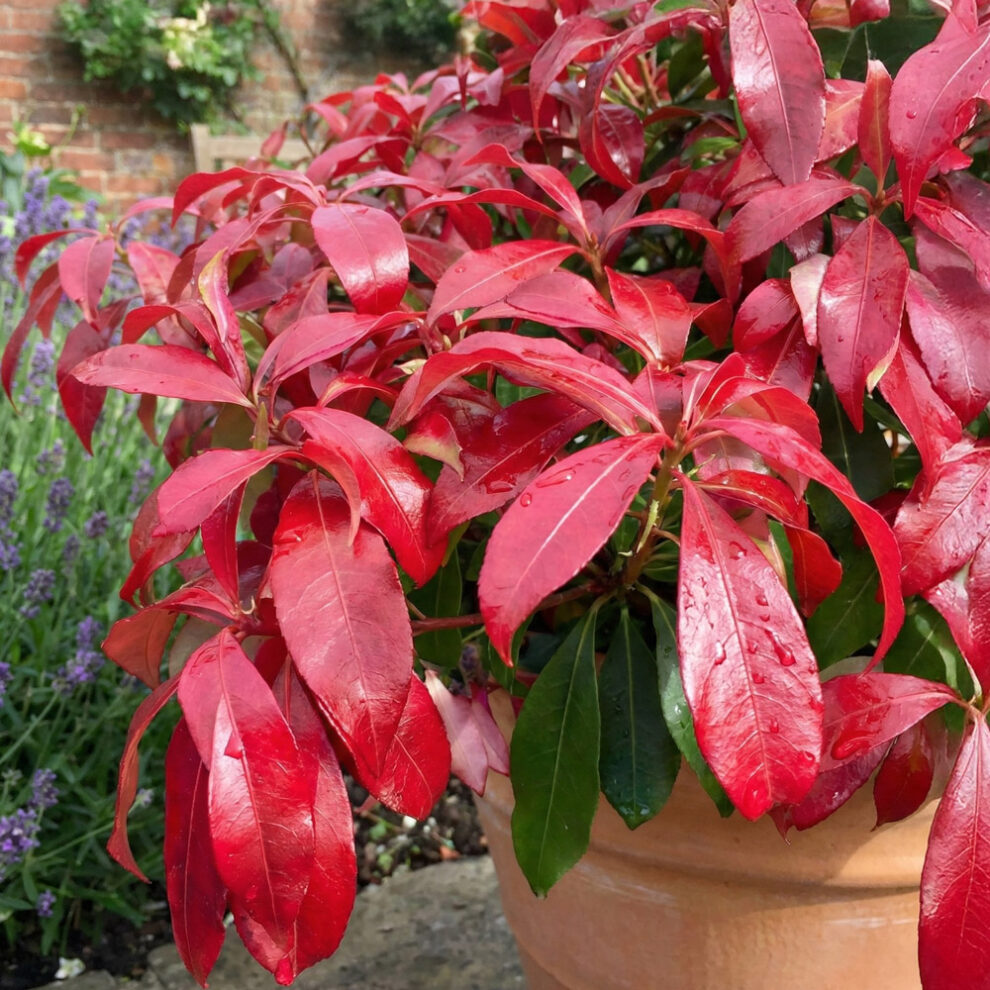 Plants & Bulbs - Richard Jackson Garden