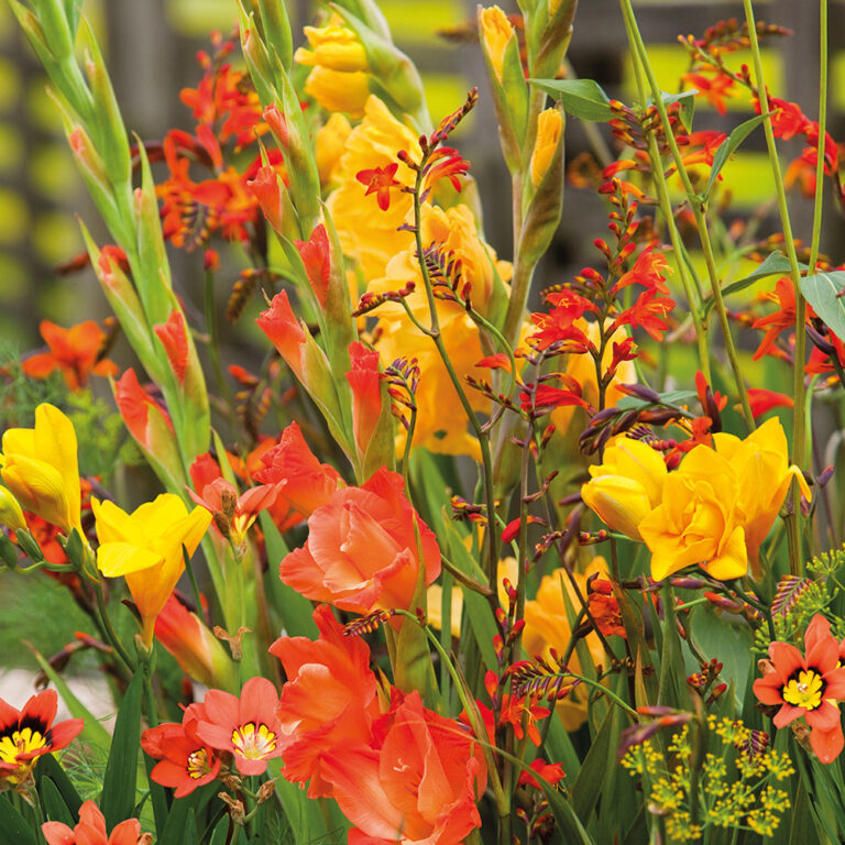 Drop & Bloom XL Bulb Tray Wild Blooms Mix - Richard Jackson Garden