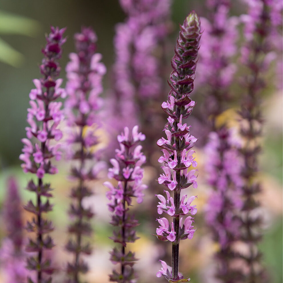 Salvia nemorosa Caradonna Pink Inspiration - Richard Jackson Garden