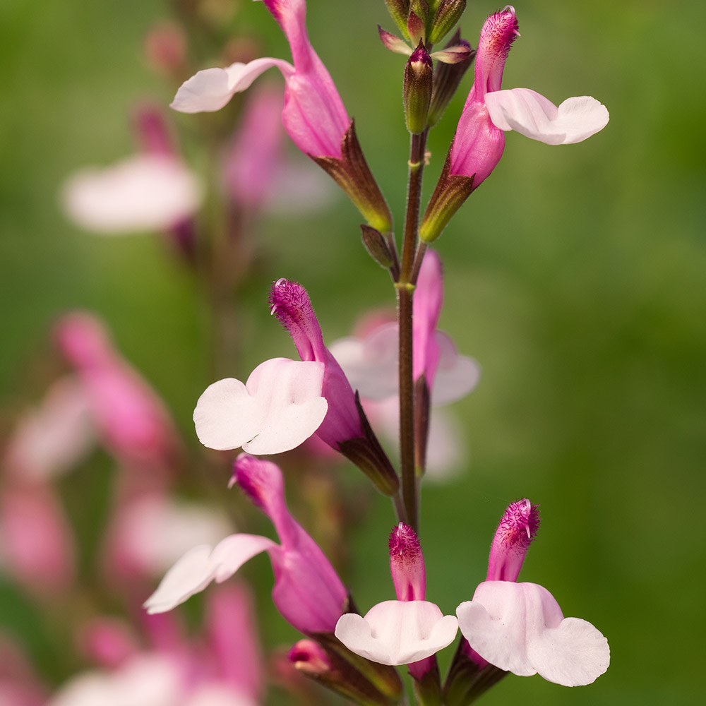 Salvia greggii Joy - Richard Jackson Garden