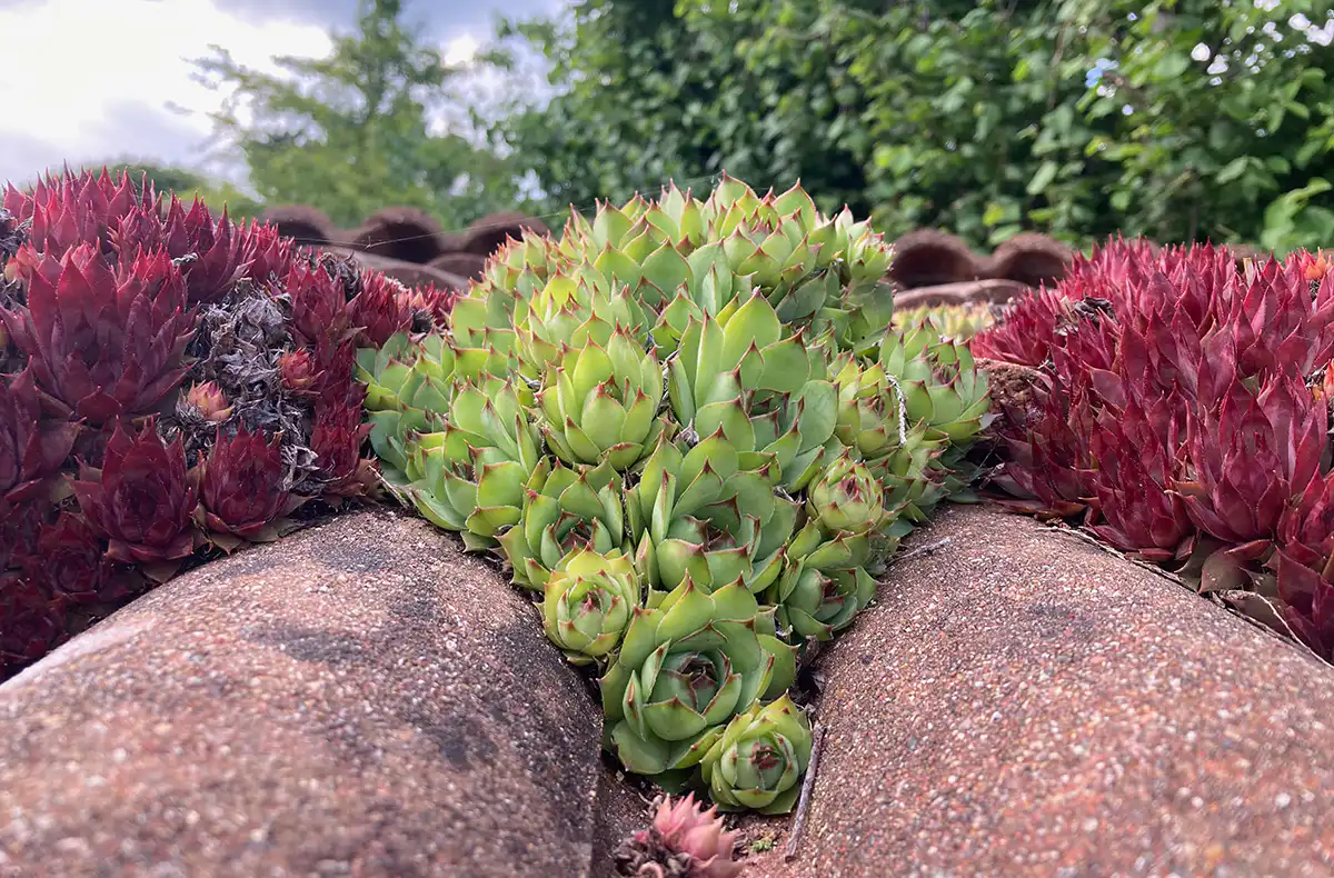 Alpines - plants with superpowers - Richard Jackson Garden