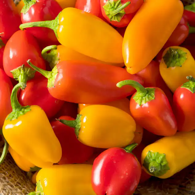 Sweet Pepper Snack Pepper - Richard Jackson Garden