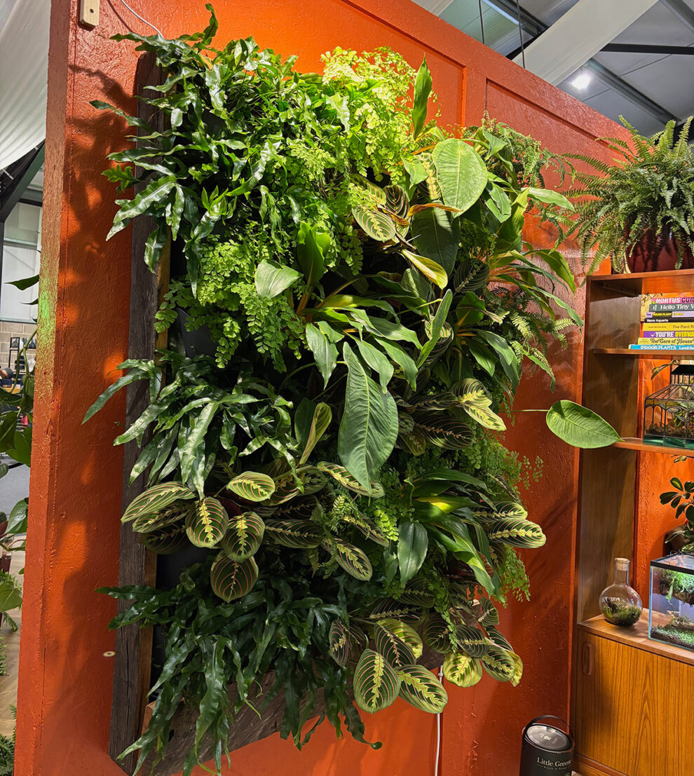 What's on trend for houseplants? - Richard Jackson Garden